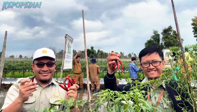 Cabai & Padi, Petani Muda Kalsel Raup Jutaan Rupiah setelah Optimalkan ...